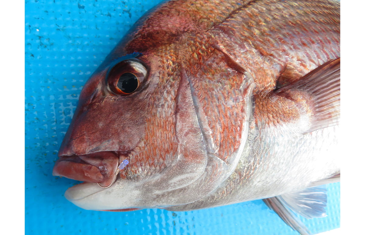 東京湾のマダイ！いよいよ“乗っ込み”前の荒食い本格化！？ | 釣りビジョン マガジン | 釣りビジョン